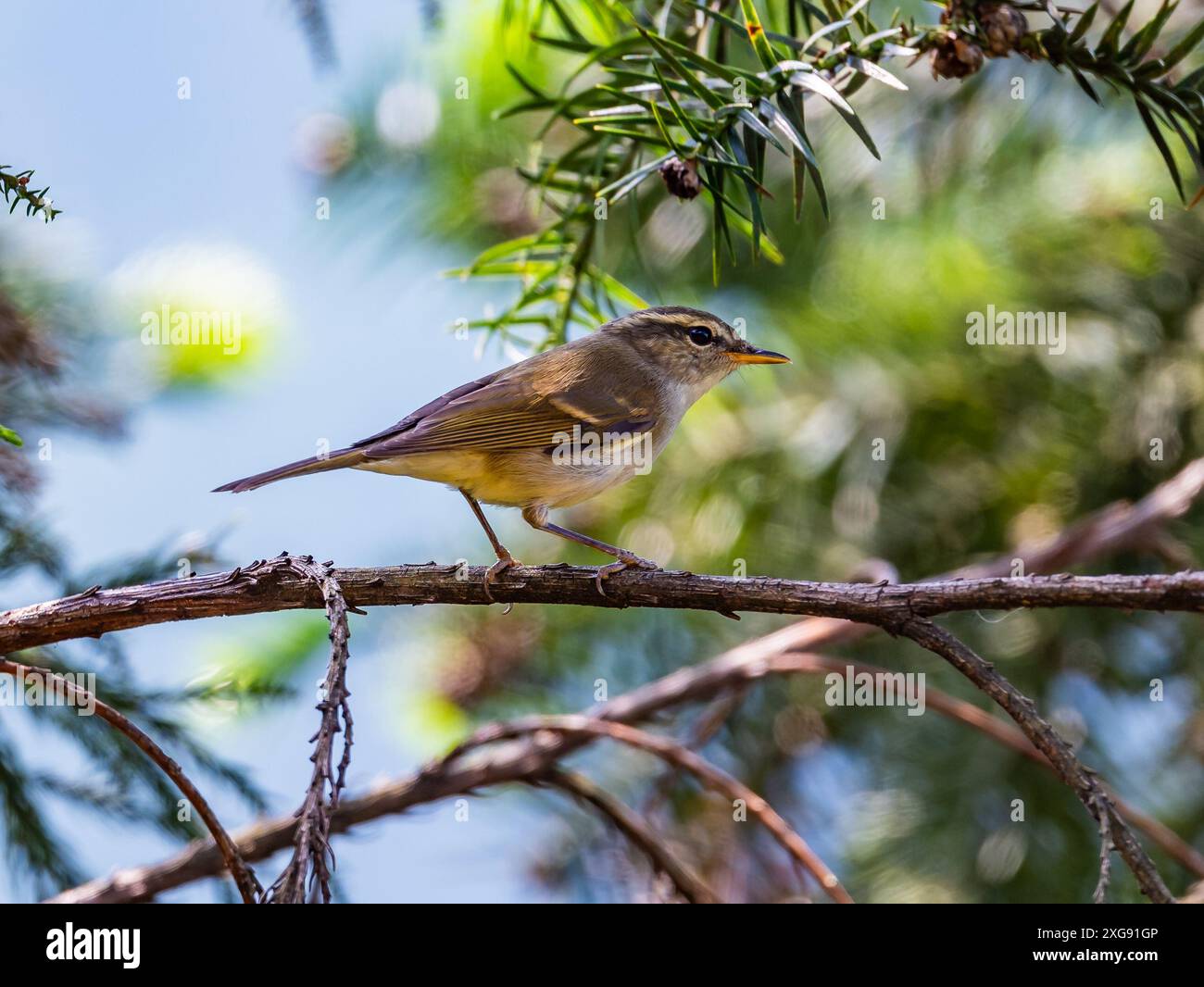 Phylloscopus reguloides immagini e fotografie stock ad alta risoluzione ...
