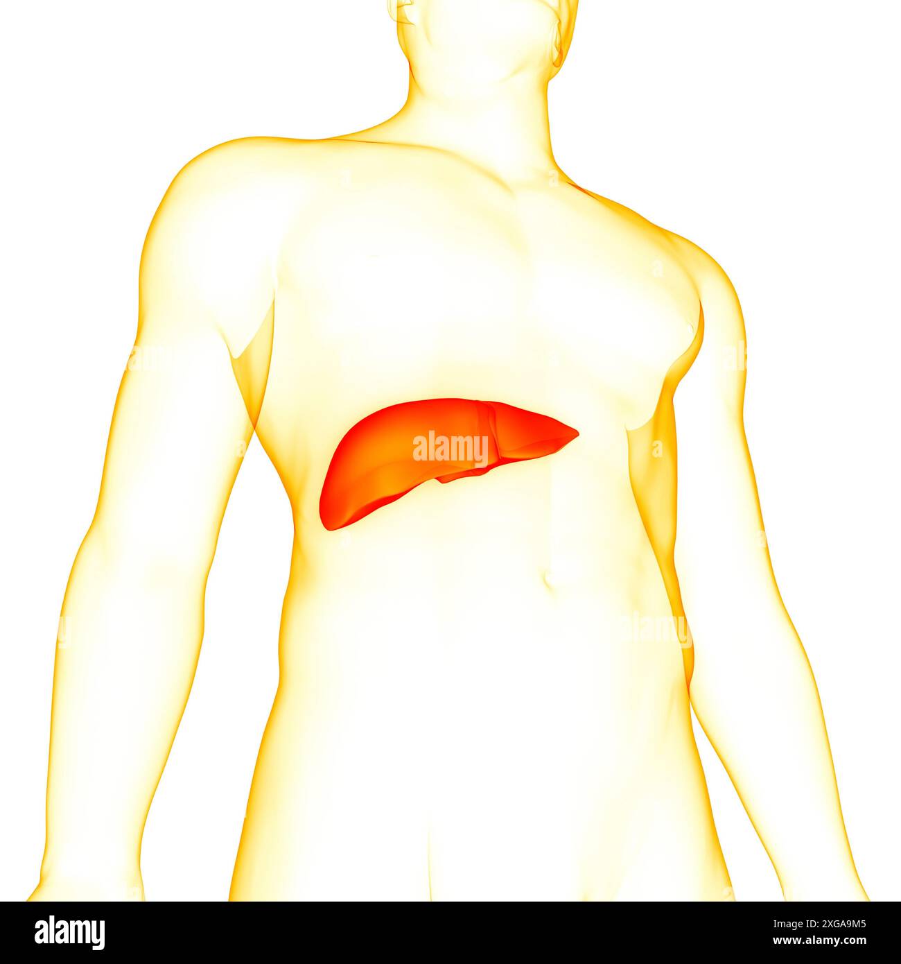 Fegato anatomia immagini e fotografie stock ad alta risoluzione - Alamy