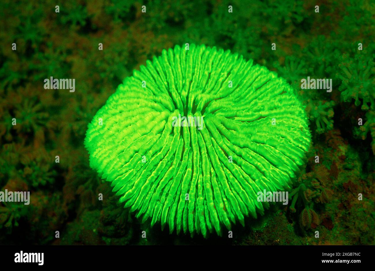 Corallo di funghi fluorescenti immagini e fotografie stock ad alta ...