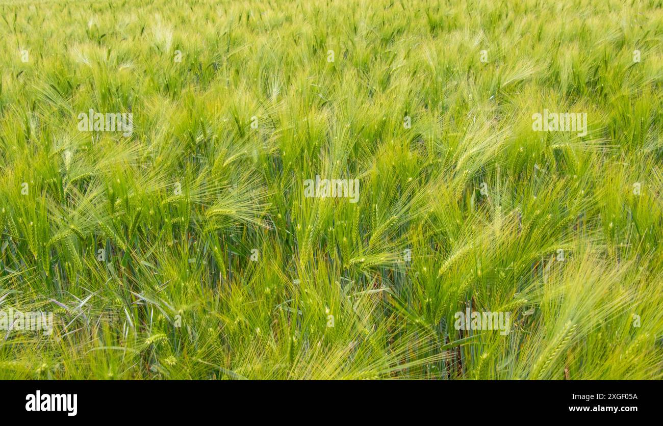 Pianta di grano tenero immagini e fotografie stock ad alta risoluzione ...