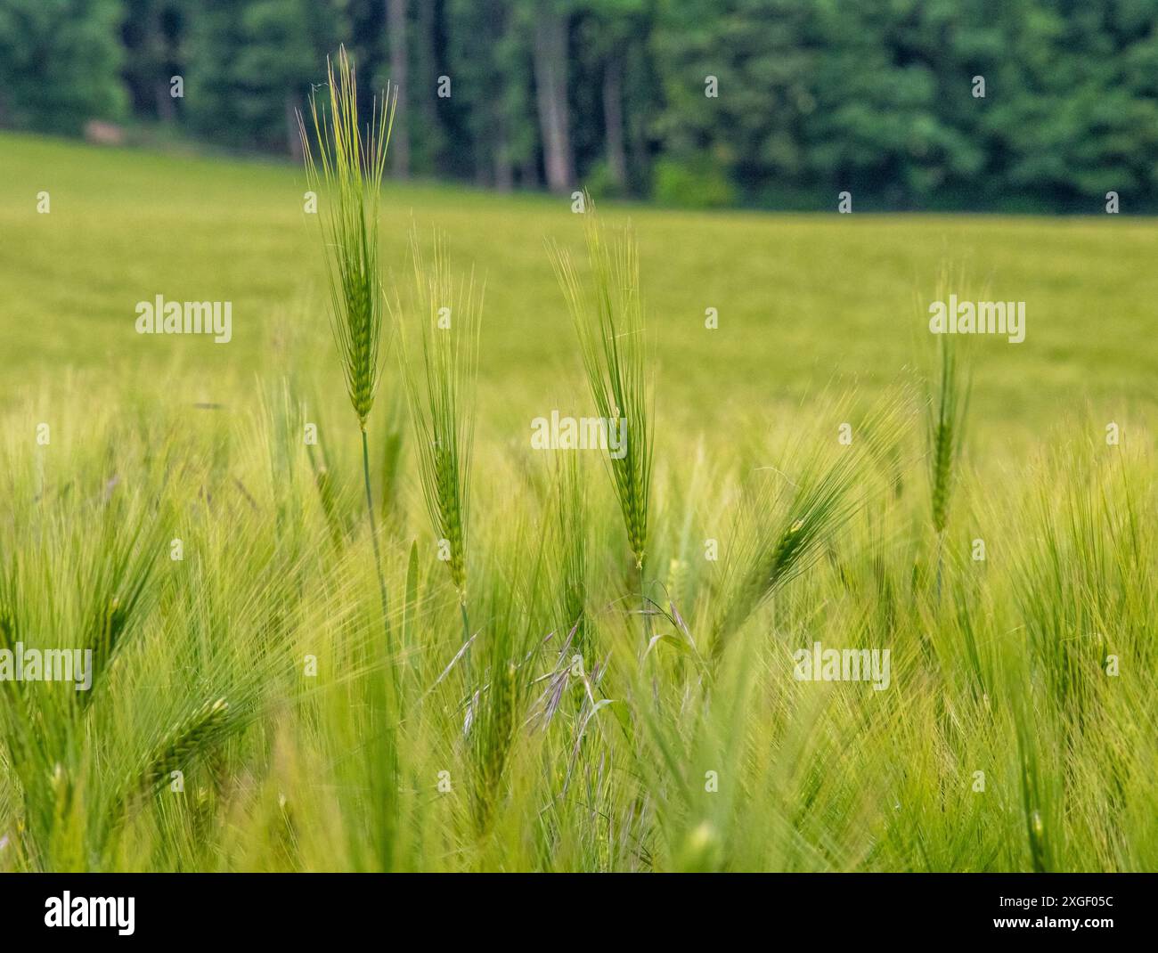 Pianta di grano tenero immagini e fotografie stock ad alta risoluzione ...