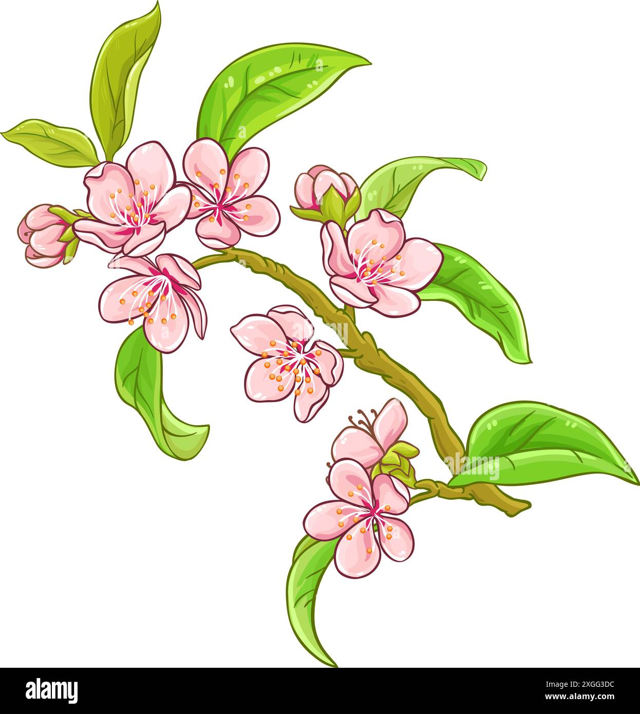 Fiori color pesca Immagini Vettoriali Stock - Alamy