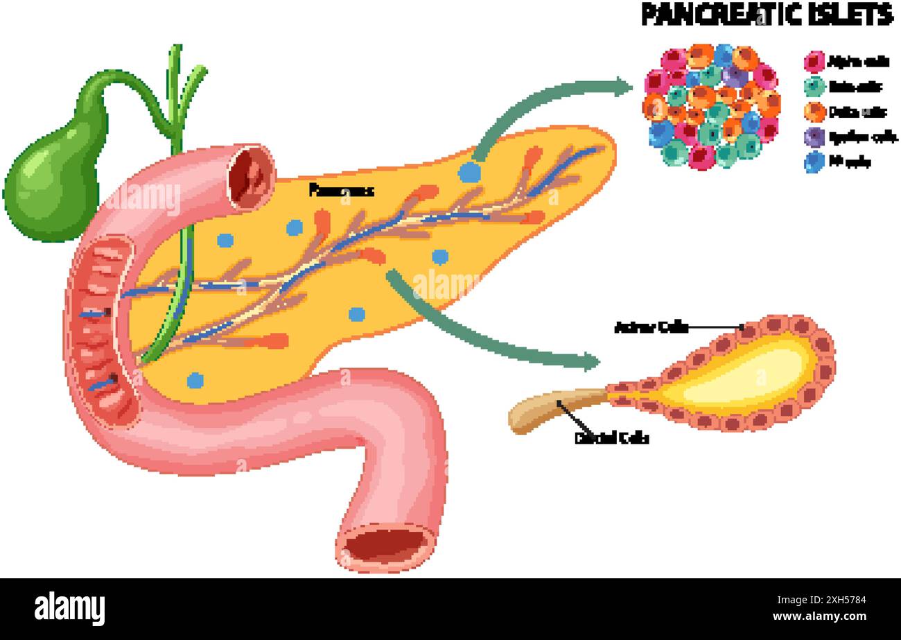 Cellule beta del pancreas immagini e fotografie stock ad alta ...