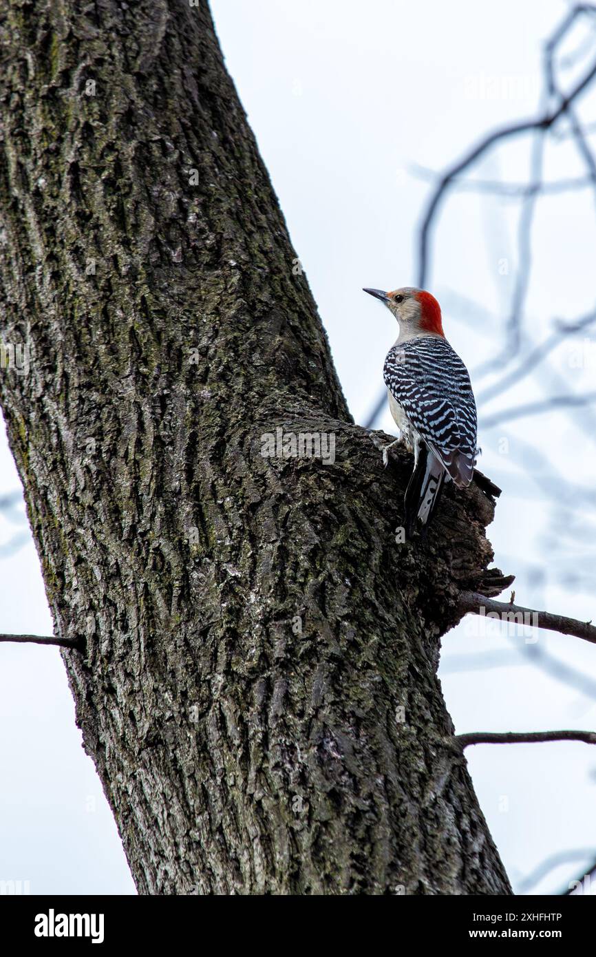Markante rote kappe immagini e fotografie stock ad alta risoluzione - Alamy