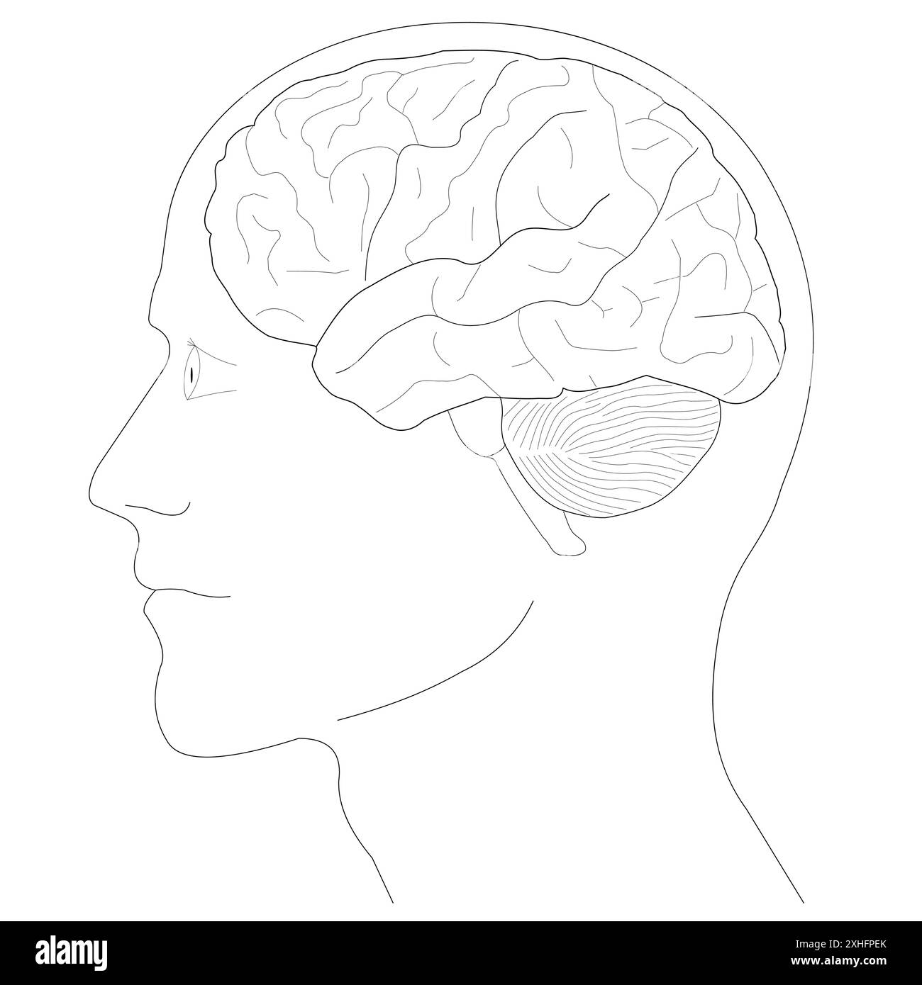 Disegni Facili Del Cervello Cervello: Istruzioni Per L'uso – Top