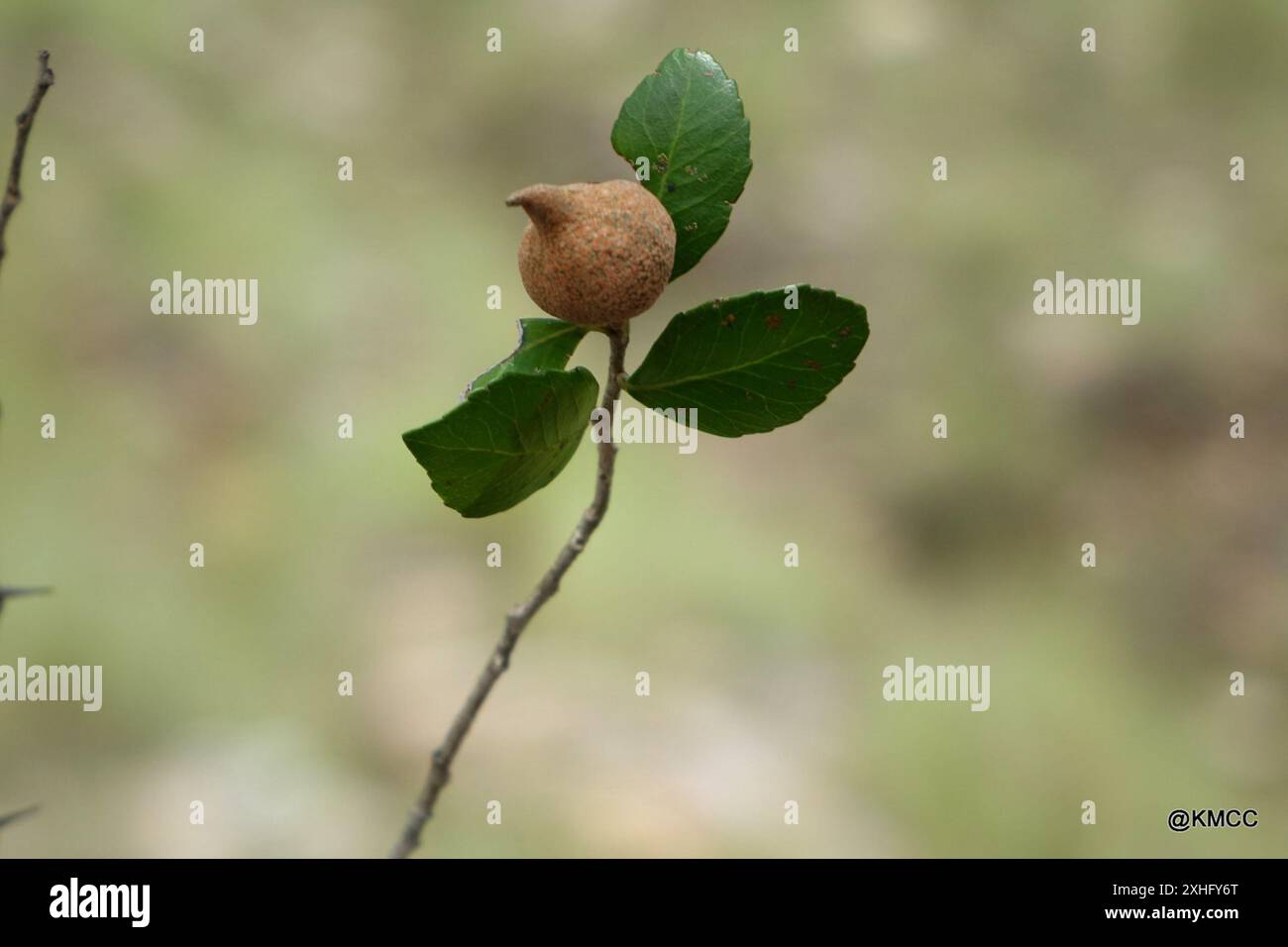 Family salicaceae immagini e fotografie stock ad alta risoluzione - Alamy