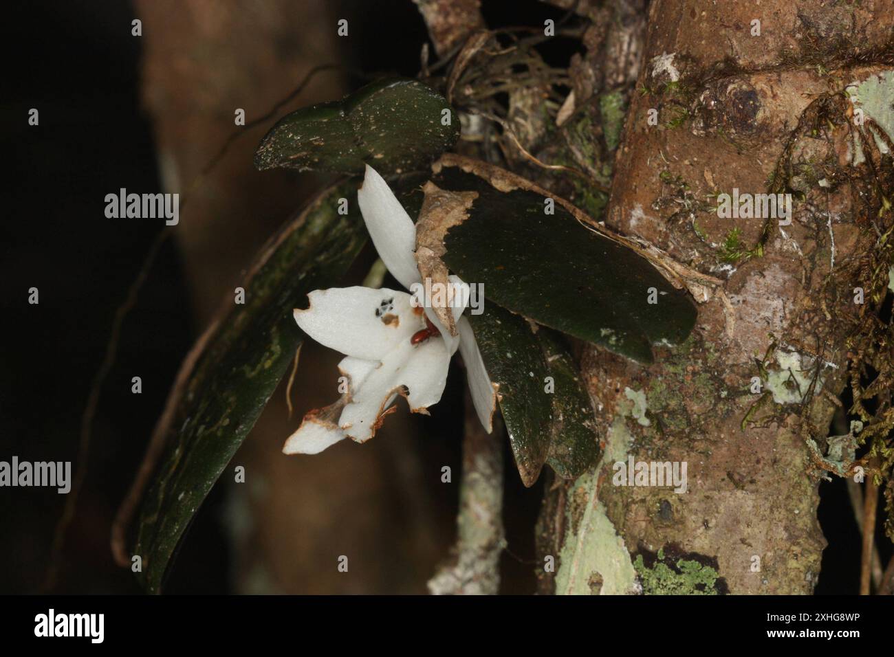 Aerangis fastuosa immagini e fotografie stock ad alta risoluzione - Alamy