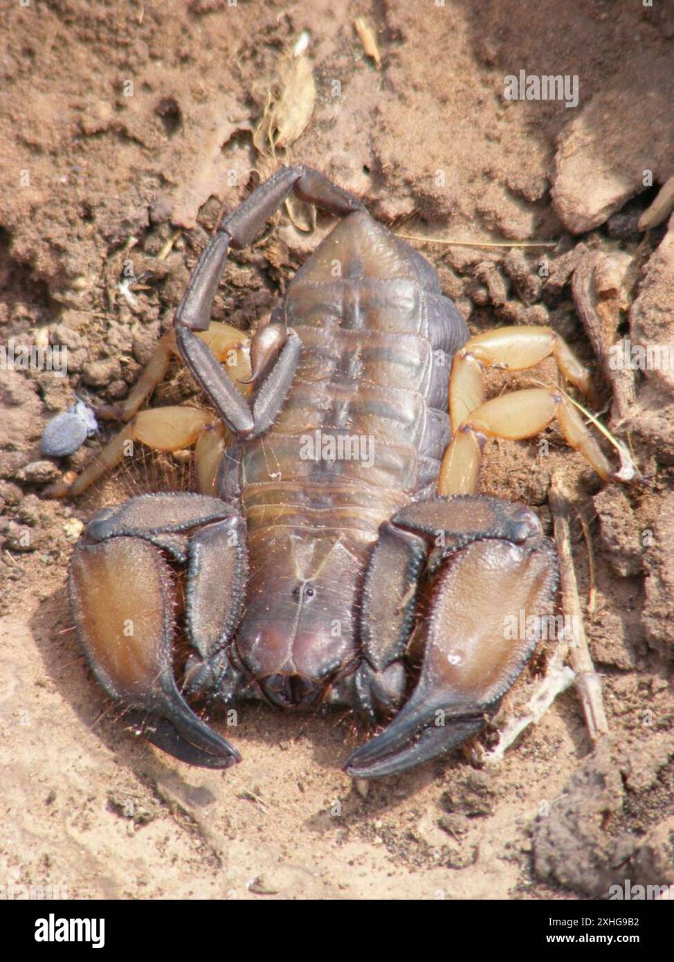 Flat rock scorpion hadogenes troglodytes immagini e fotografie stock ad ...