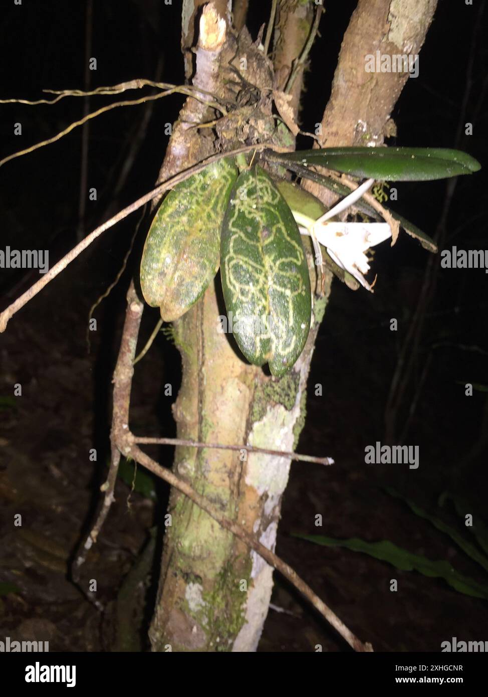 Aerangis fastuosa immagini e fotografie stock ad alta risoluzione - Alamy