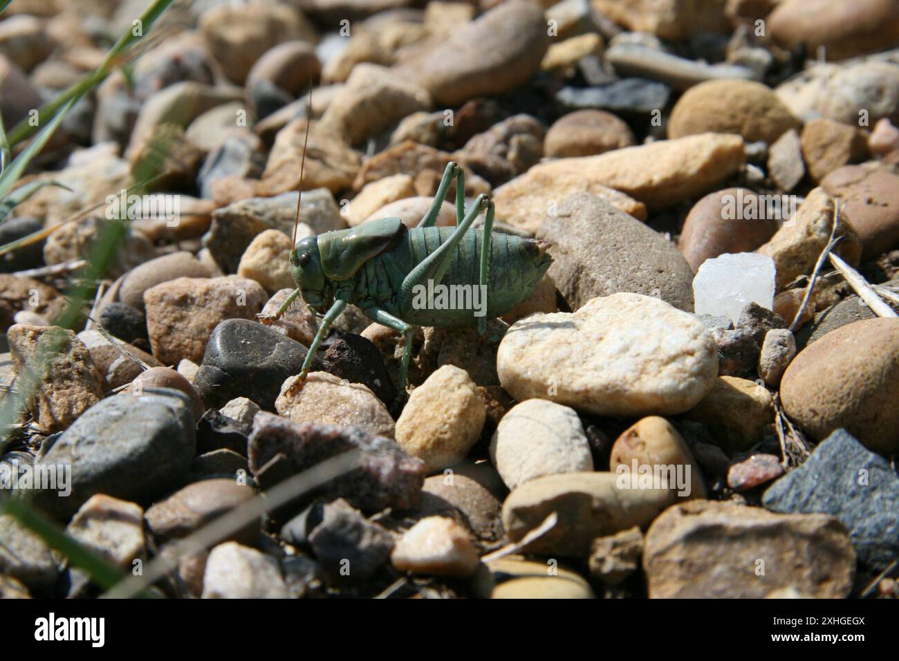Anabrus simplex immagini e fotografie stock ad alta risoluzione - Alamy