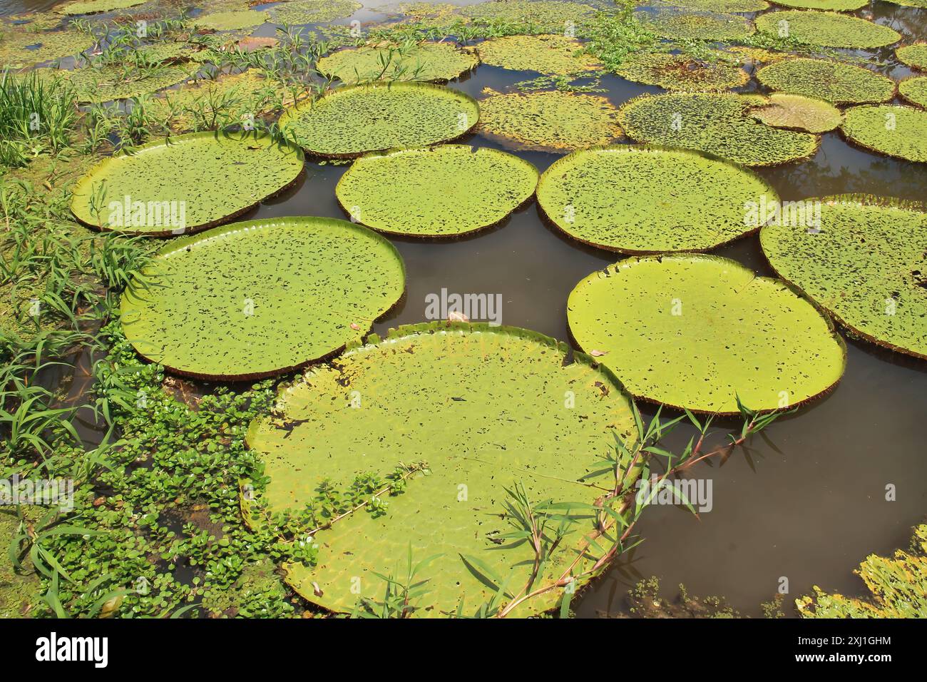Victoria amazonica amazonica immagini e fotografie stock ad alta ...