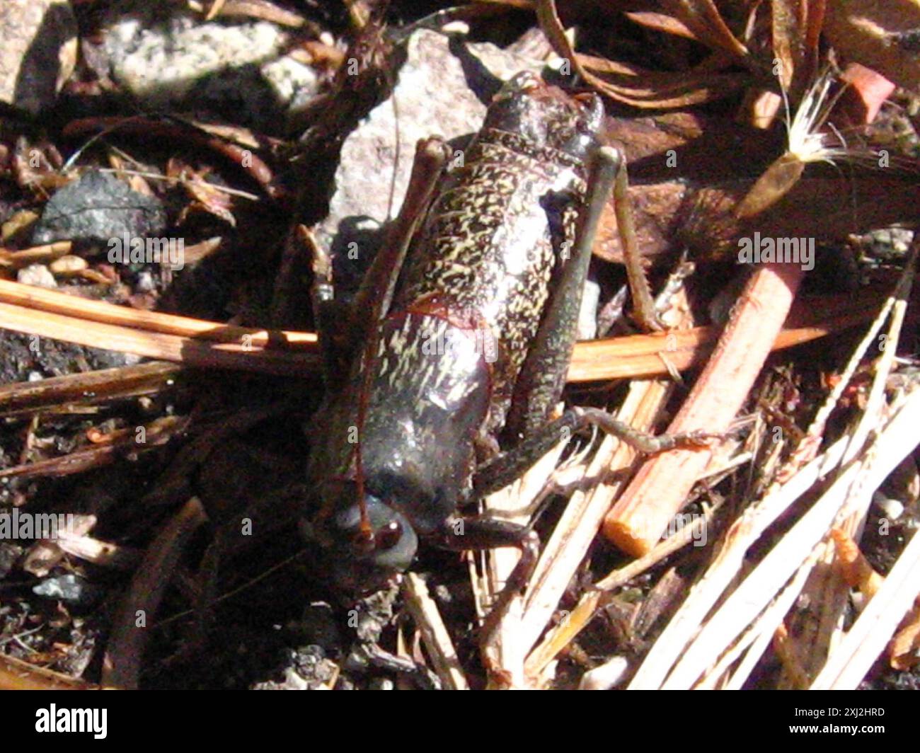 Anabrus simplex immagini e fotografie stock ad alta risoluzione - Alamy