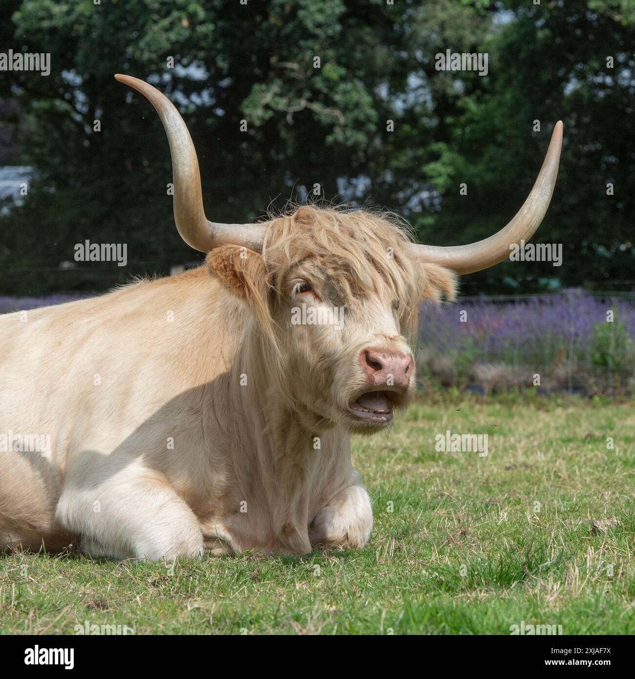 Mucca sdraiata immagini e fotografie stock ad alta risoluzione - Alamy