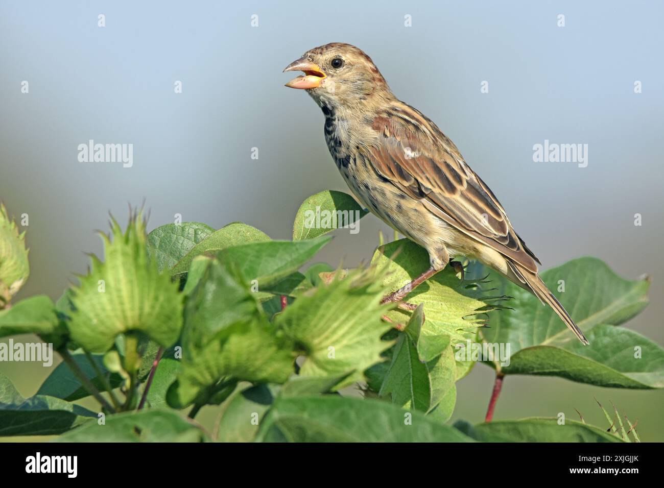 Ritratto di passero immagini e fotografie stock ad alta risoluzione - Alamy