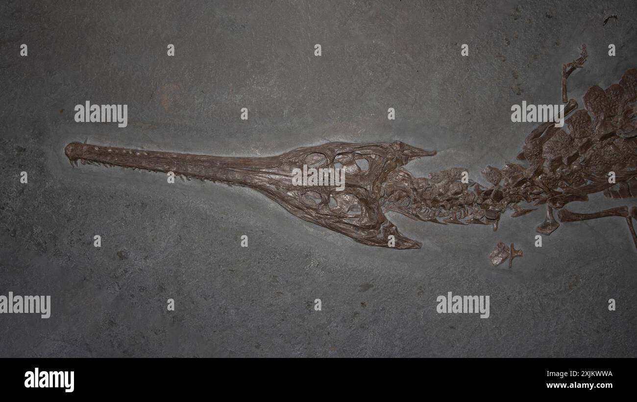 Late cretaceous period immagini e fotografie stock ad alta risoluzione ...