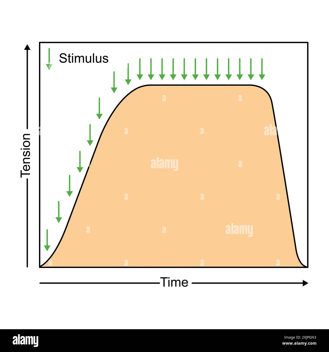 Contrazione muscolare immagini e fotografie stock ad alta risoluzione ...