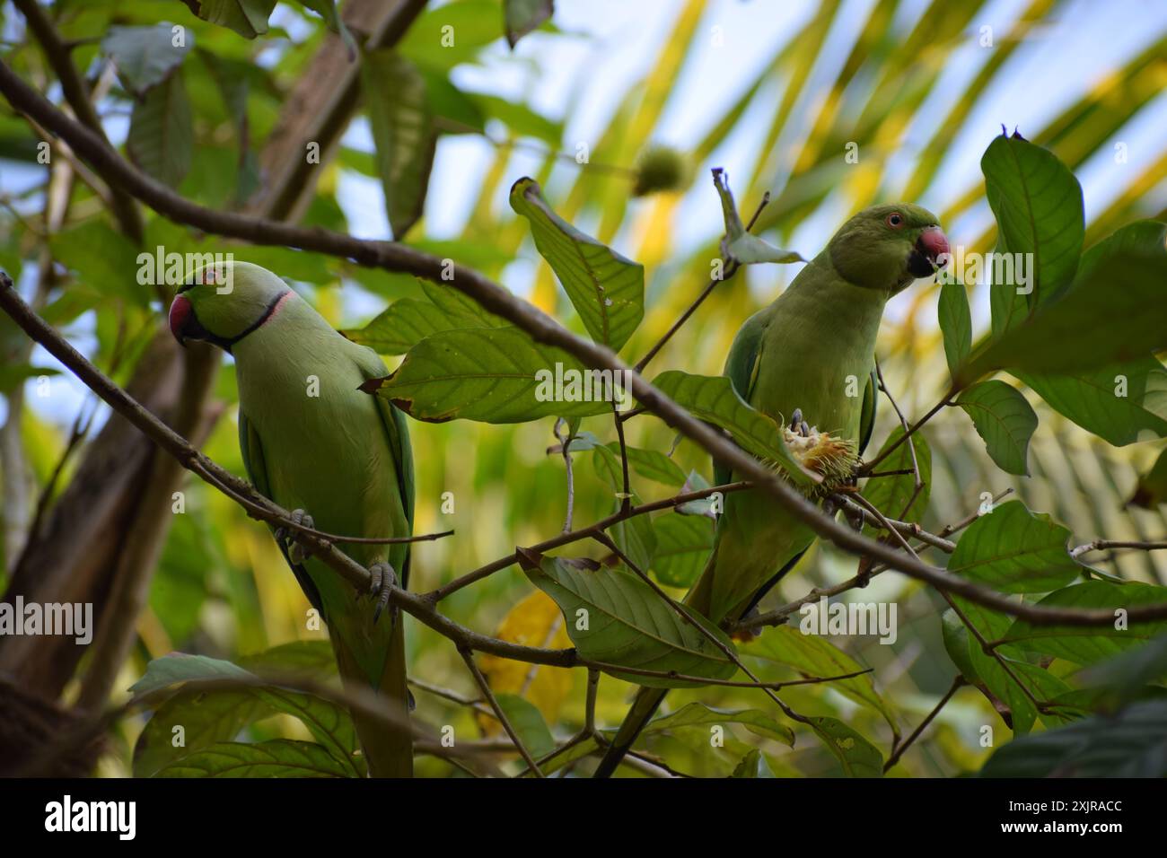 Rotkopf ara immagini e fotografie stock ad alta risoluzione - Alamy