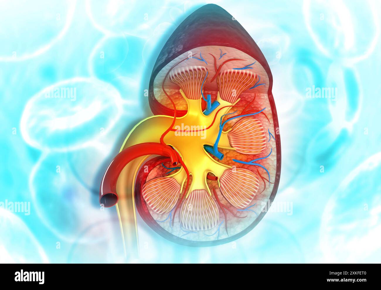 Sezione trasversale della corteccia surrenale immagini e fotografie ...