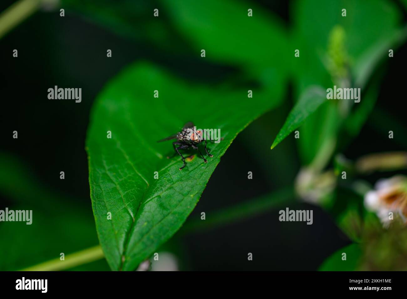 Piccola mosca domestica immagini e fotografie stock ad alta risoluzione ...