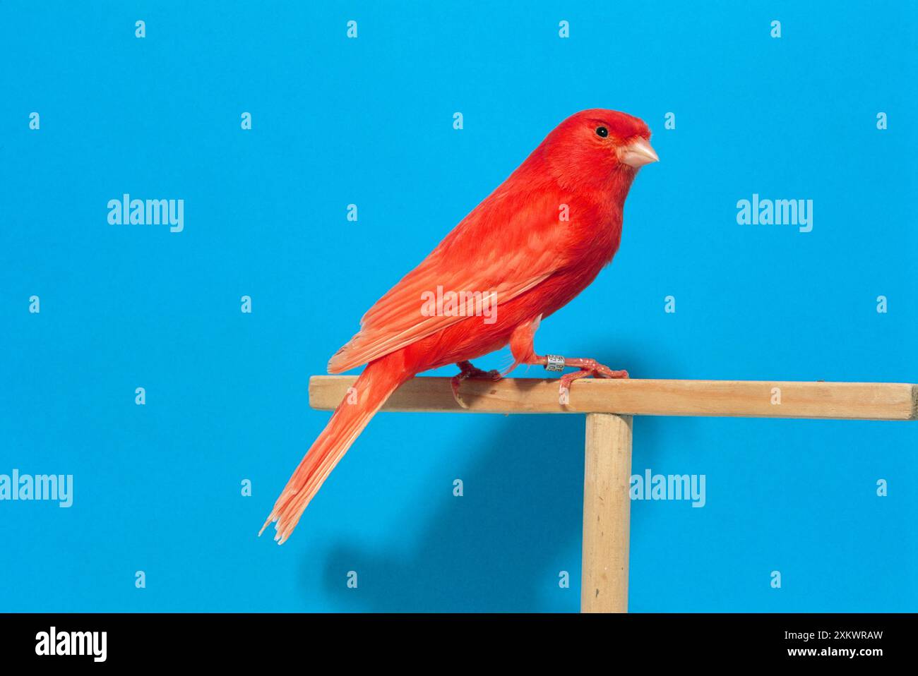 Schau klare immagini e fotografie stock ad alta risoluzione - Alamy