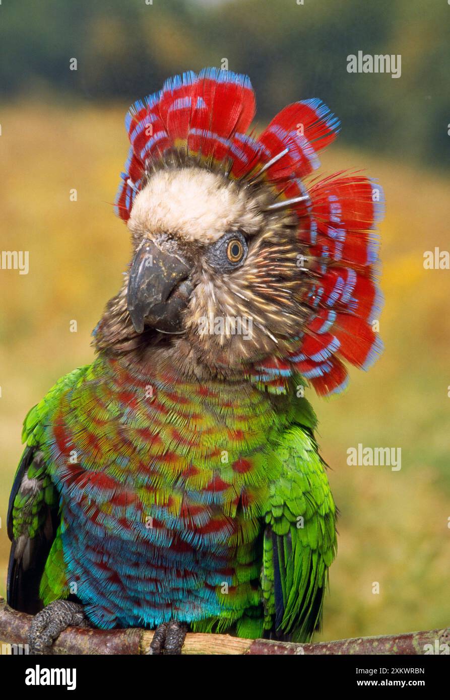 Pappagallo con testa di falco immagini e fotografie stock ad alta ...