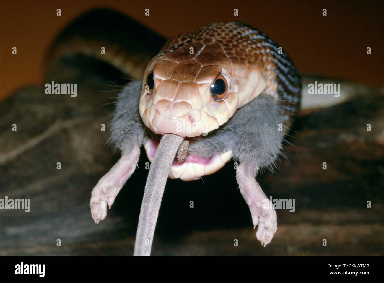 Piedi di serpente immagini e fotografie stock ad alta risoluzione - Alamy