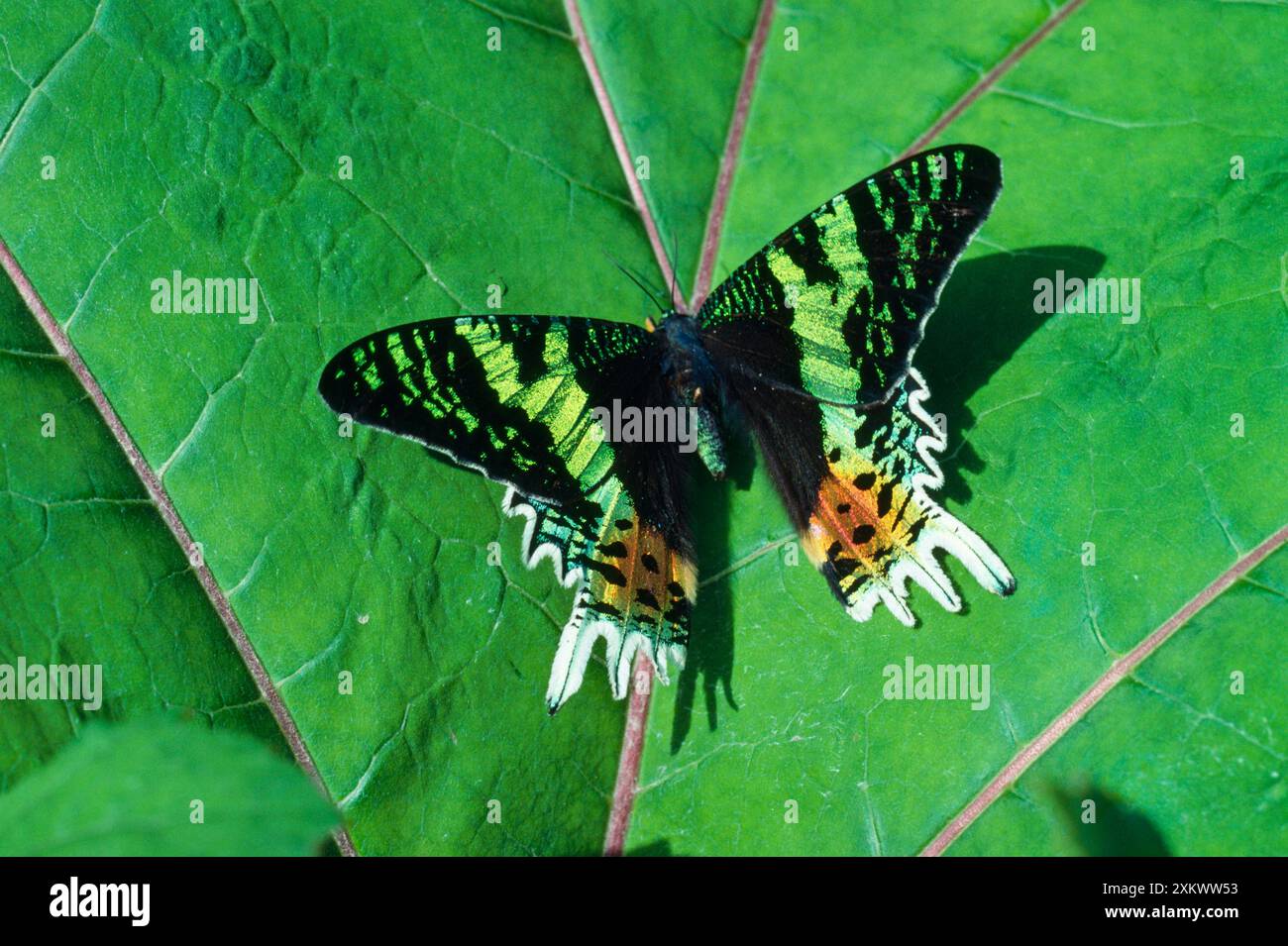 Day flying moths immagini e fotografie stock ad alta risoluzione - Alamy