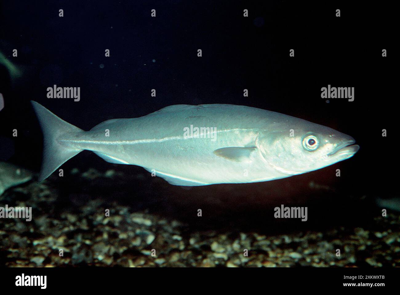 Merluzzo carbonaro immagini e fotografie stock ad alta risoluzione - Alamy
