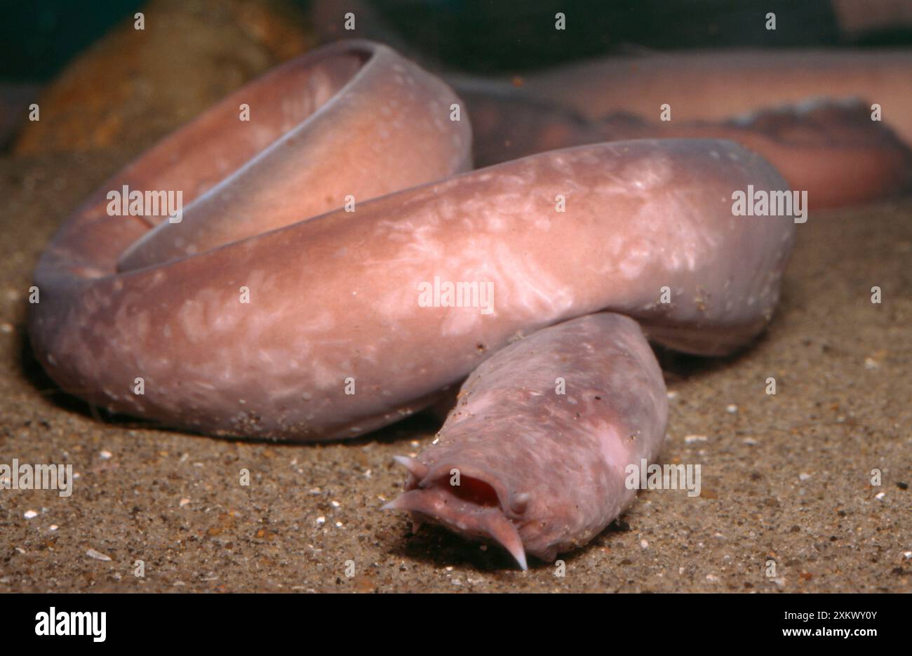 Pacific hagfish immagini e fotografie stock ad alta risoluzione - Alamy