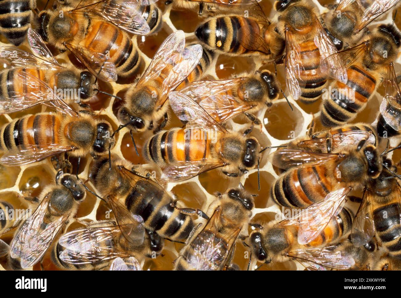 Ape delle cellule del miele immagini e fotografie stock ad alta ...