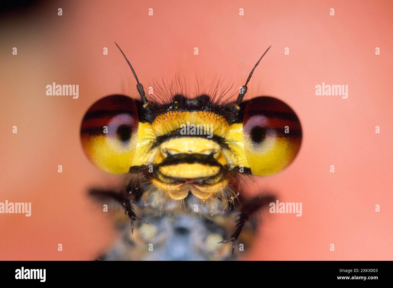 Tal und hügel immagini e fotografie stock ad alta risoluzione - Alamy
