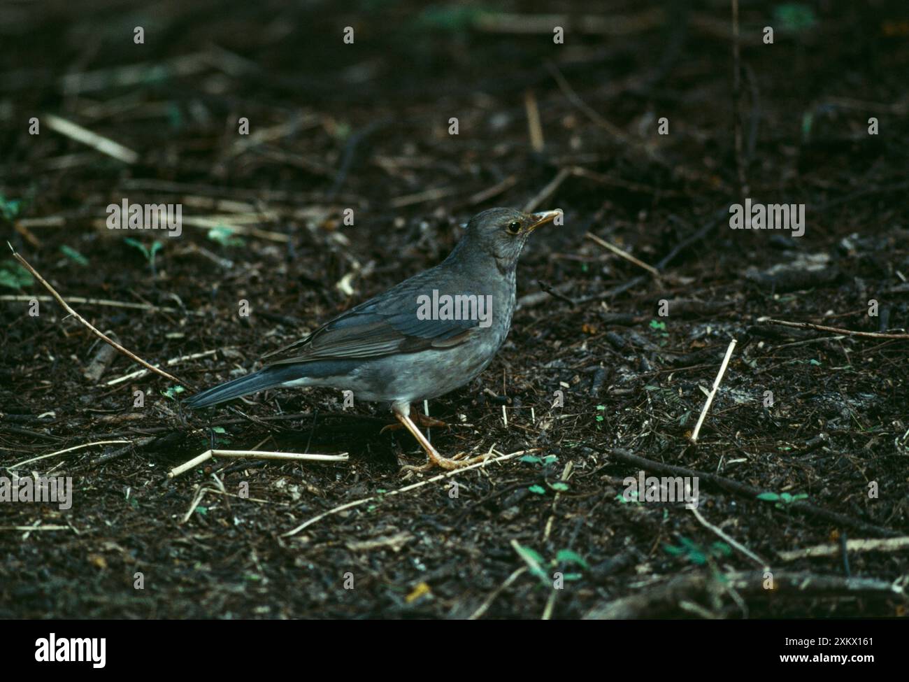 Tickell tordo immagini e fotografie stock ad alta risoluzione - Alamy
