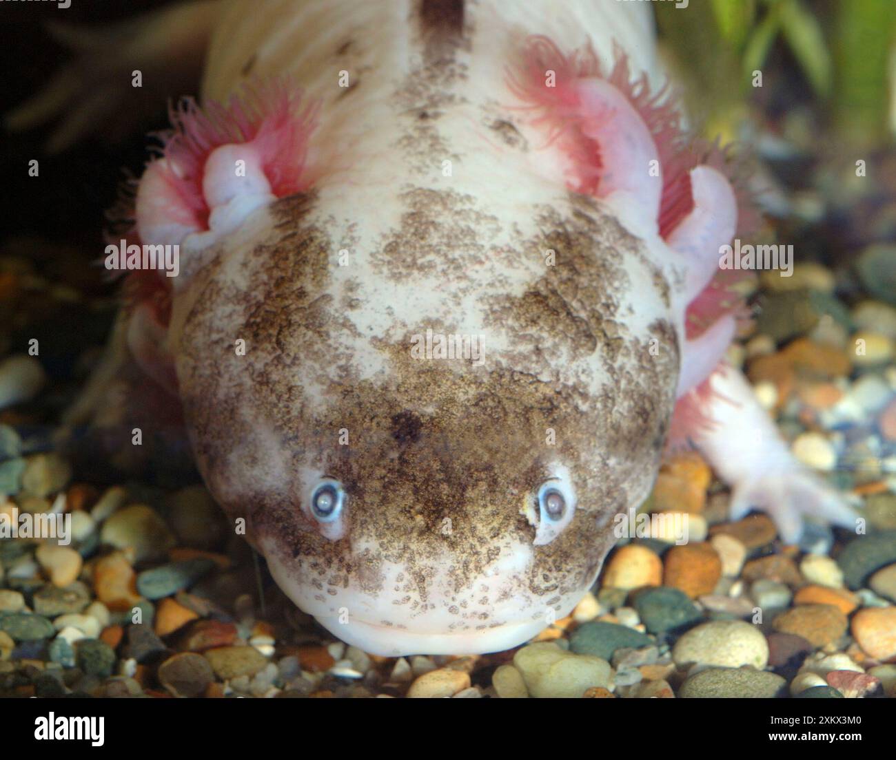 Axolotl ambystoma mexicanum larve immagini e fotografie stock ad alta ...