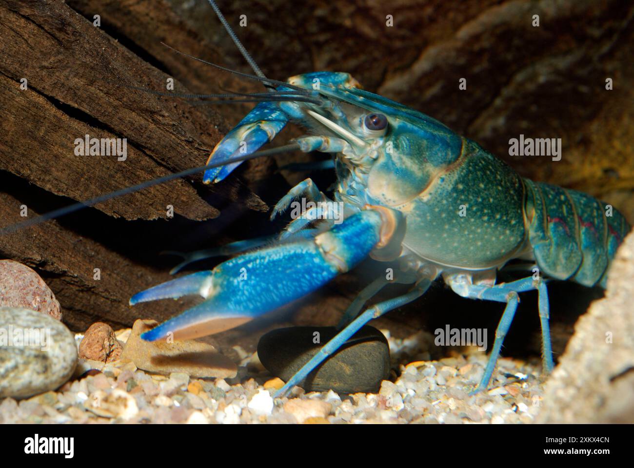 Gambero australiano immagini e fotografie stock ad alta risoluzione - Alamy
