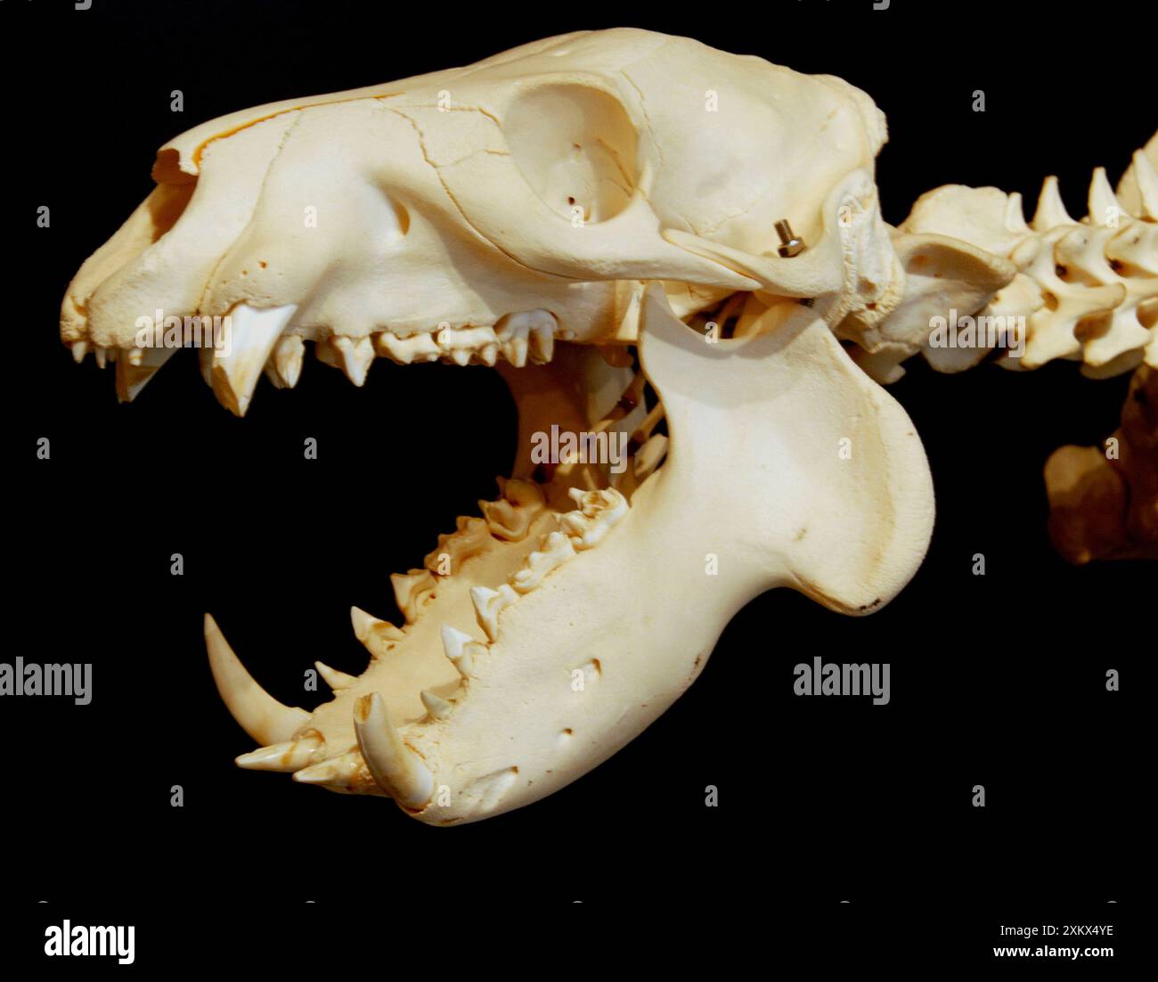 Hippo skull immagini e fotografie stock ad alta risoluzione - Alamy