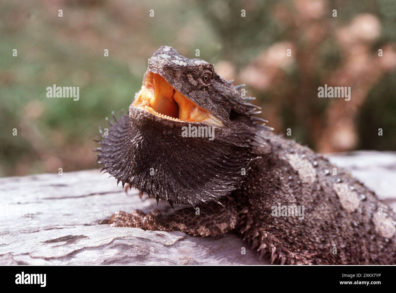 Drago barbuto con la bocca aperta immagini e fotografie stock ad alta ...