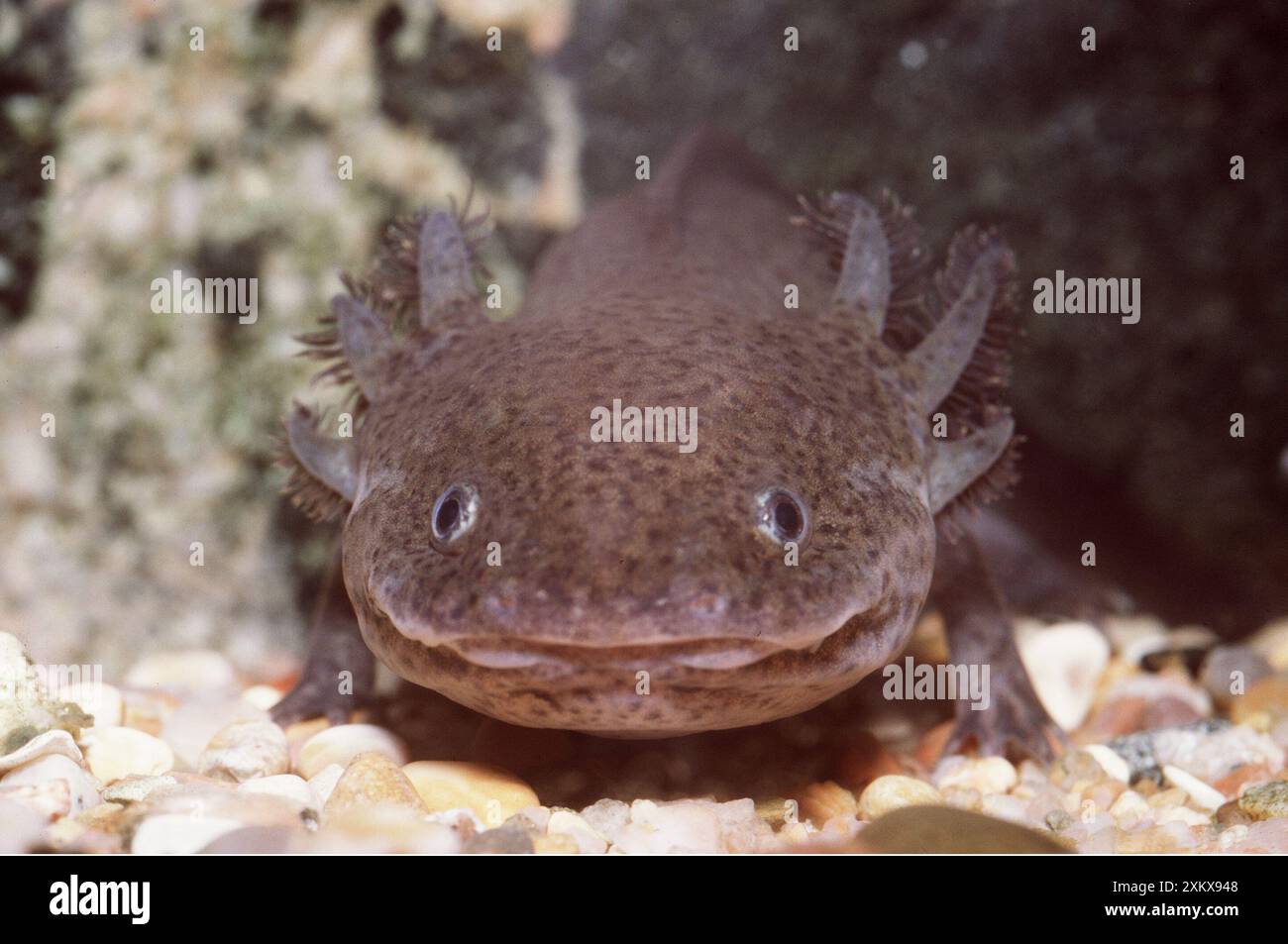 Amphibian axolotl immagini e fotografie stock ad alta risoluzione - Alamy