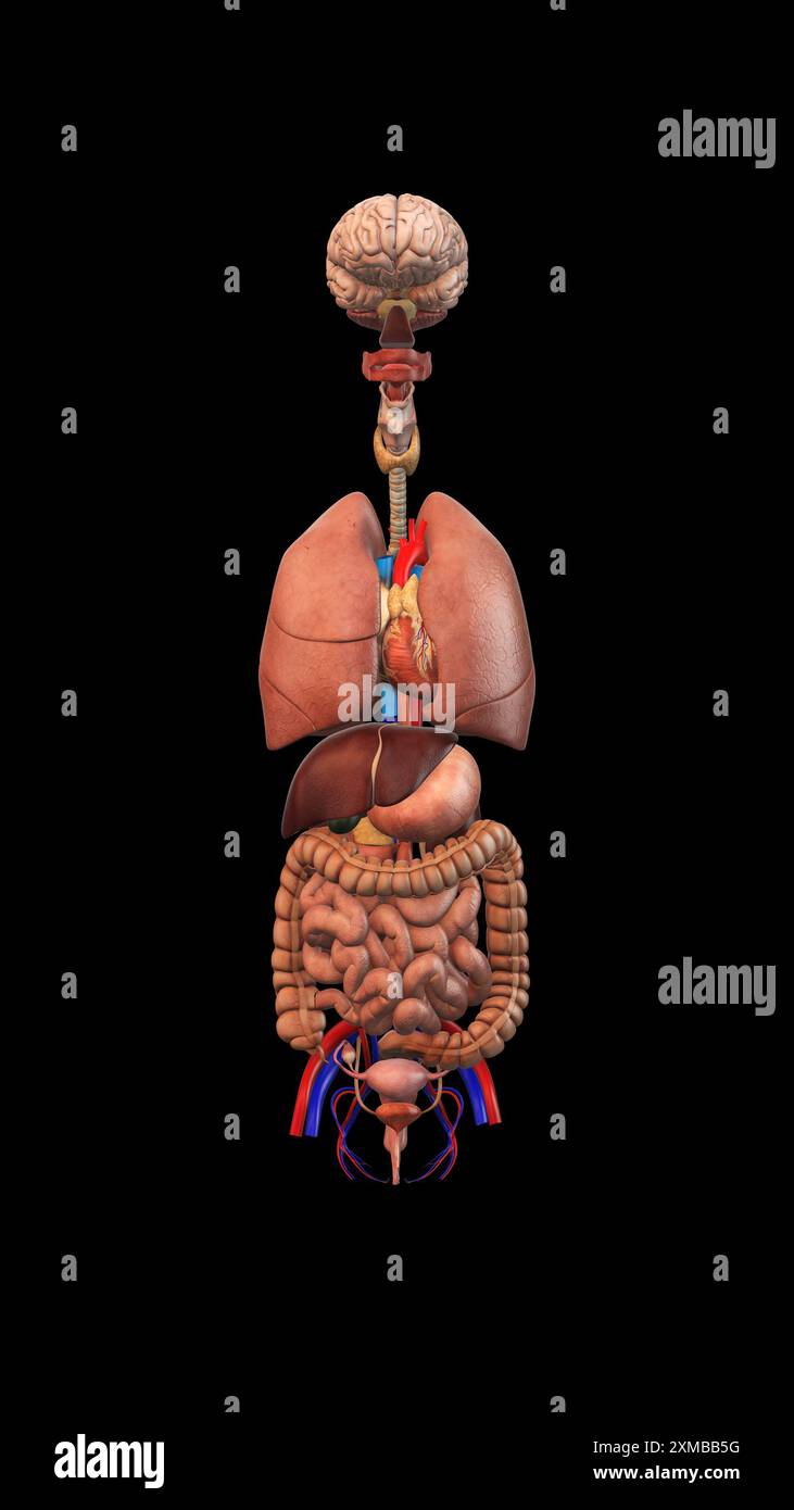 Salute scienza anatomia corpo fisiologia organi umani femminili ...