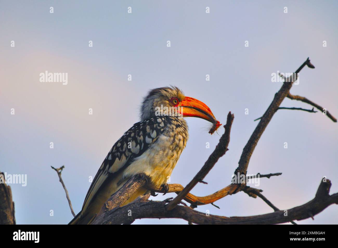 Richtige vogelmerkmale immagini e fotografie stock ad alta risoluzione ...