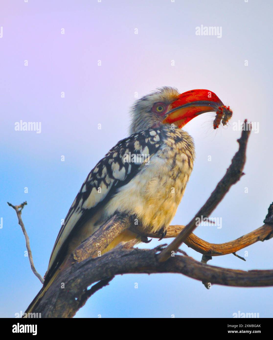 Körnige texturen immagini e fotografie stock ad alta risoluzione - Alamy