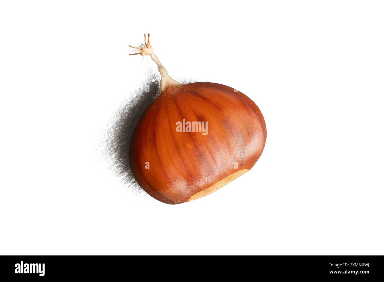 Frutta castagna dolce dettagliata immagini e fotografie stock ad alta ...