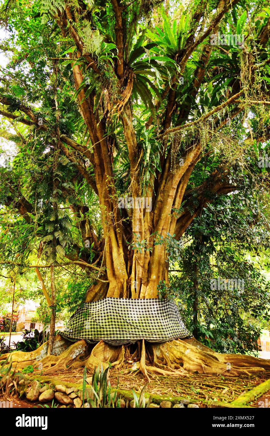 Albero sacro di banyan immagini e fotografie stock ad alta risoluzione ...
