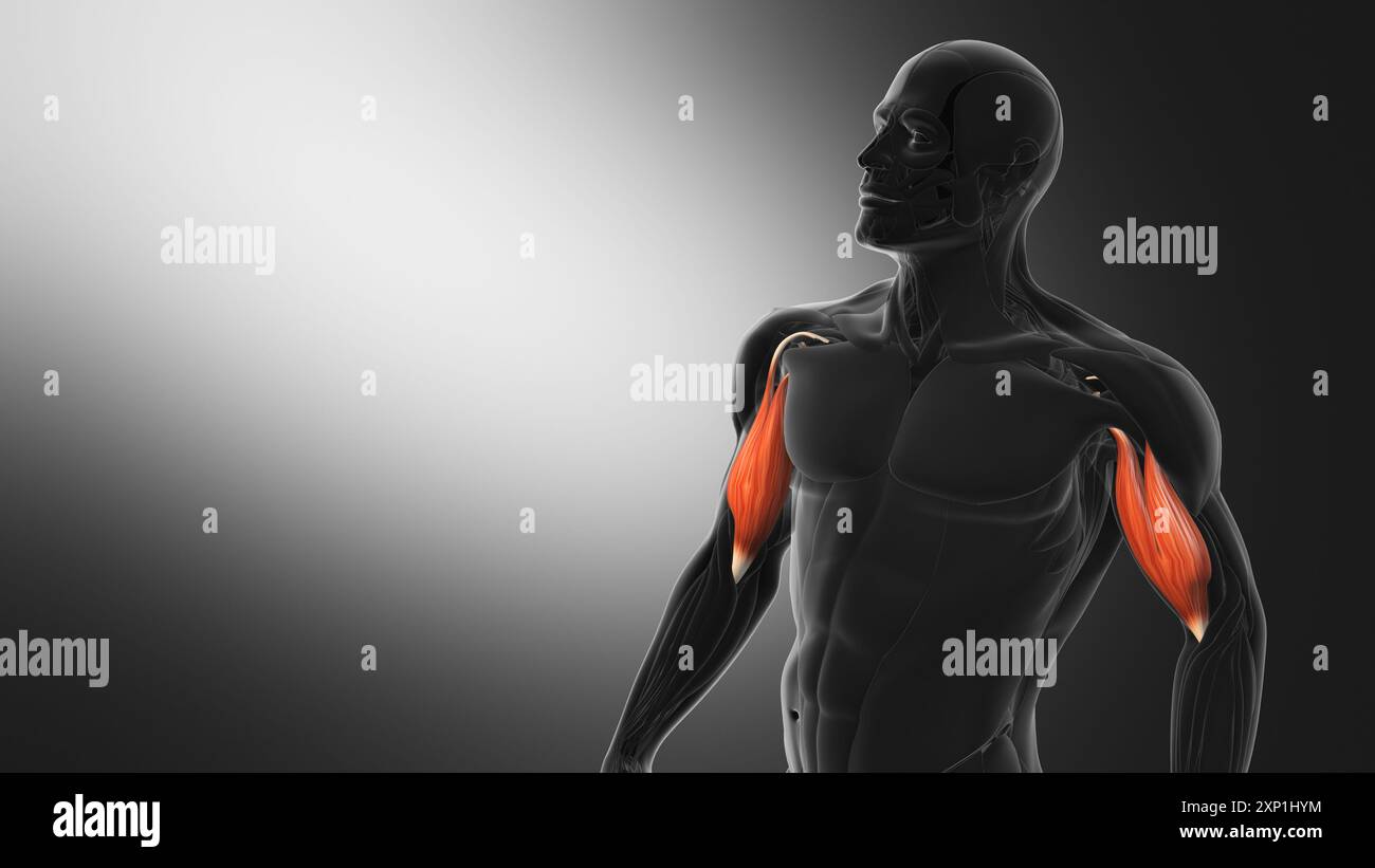 Anatomia del muscolo brachioradiale immagini e fotografie stock ad alta ...