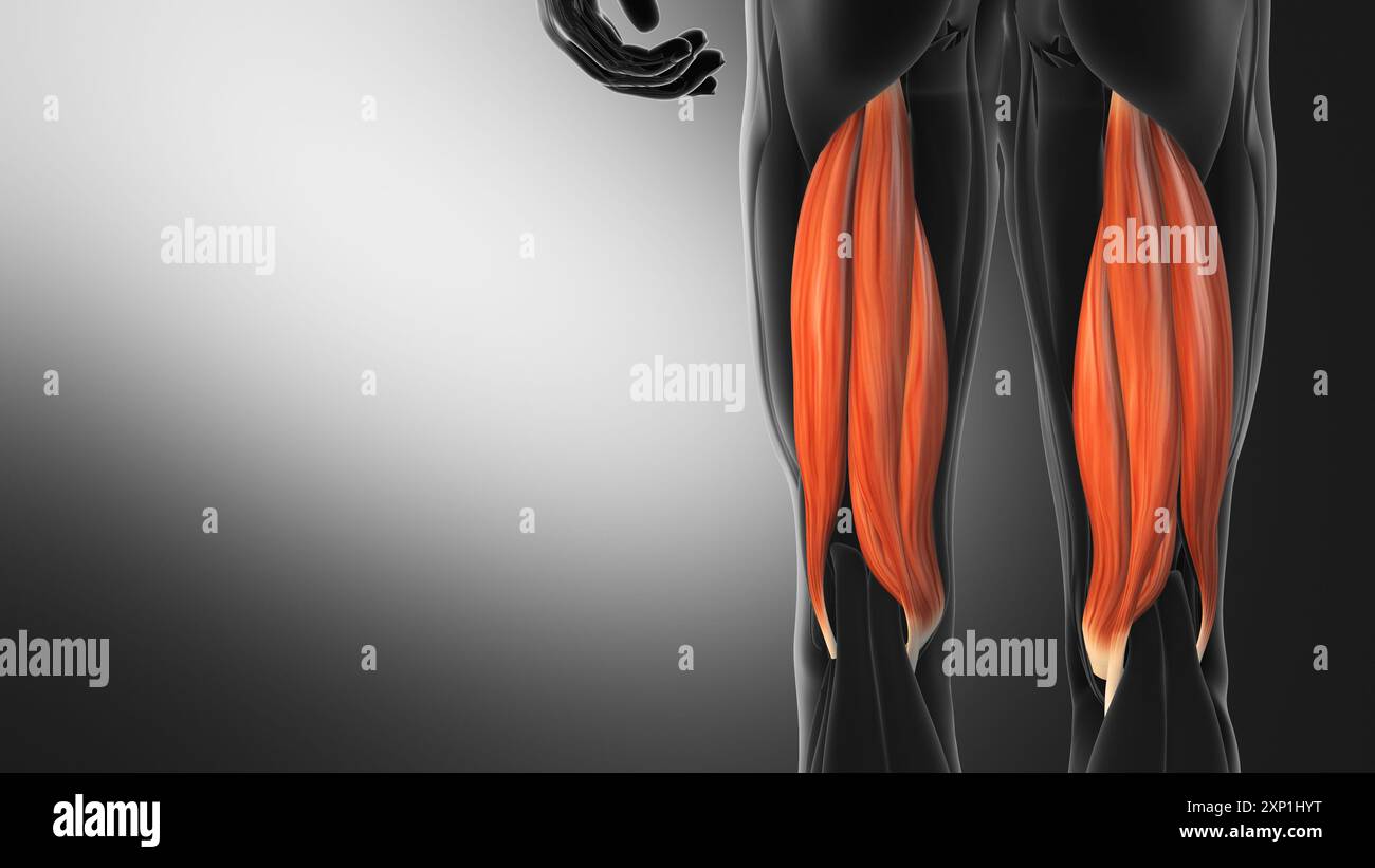 Muscoli della gamba anatomia immagini e fotografie stock ad alta ...