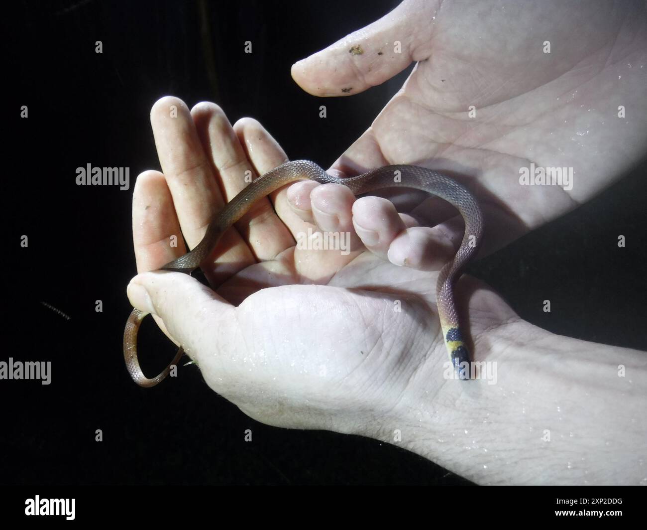 Ninia sebae immagini e fotografie stock ad alta risoluzione - Alamy