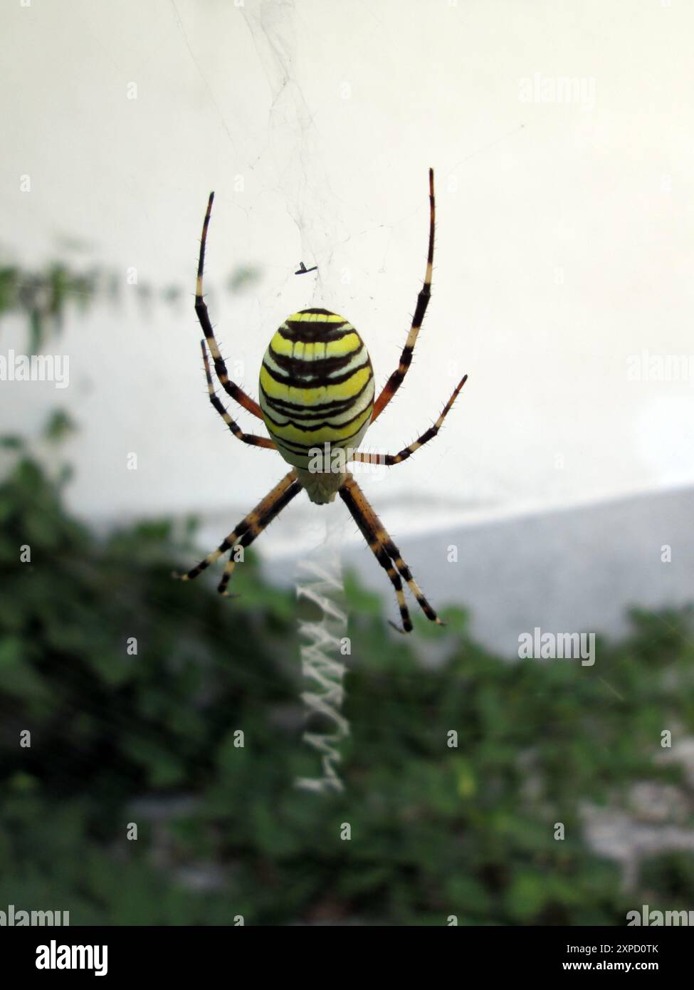 Morsi di insetto ragno immagini e fotografie stock ad alta risoluzione ...