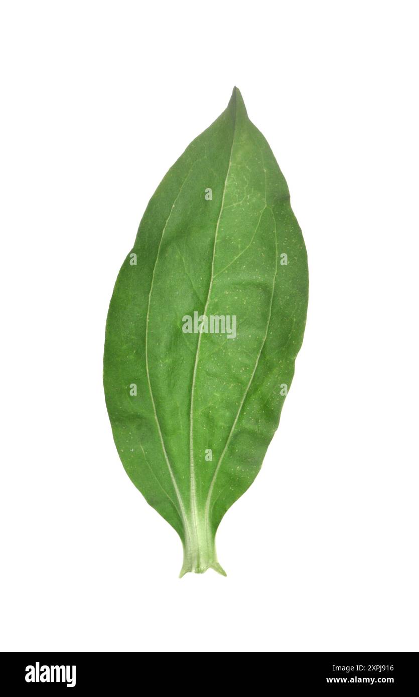 Soapwort saponaria officinalis immagini e fotografie stock ad alta ...