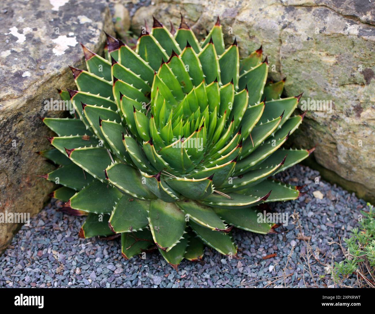 Vielblättrige aloe immagini e fotografie stock ad alta risoluzione - Alamy
