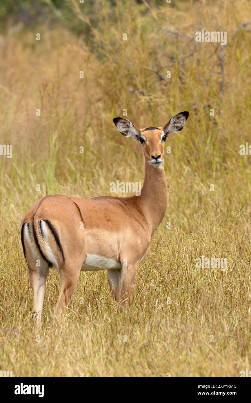 Ghiandola interdigitale immagini e fotografie stock ad alta risoluzione ...