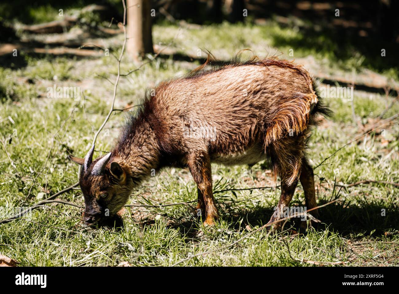 Capra lanosa immagini e fotografie stock ad alta risoluzione - Alamy